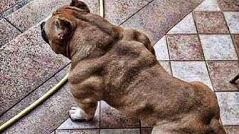 Este Perro que parece Poderoso pero es muy debil - American Bully ...